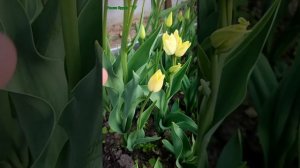 Супер тюльпаны расцвели! Холланд Шик лилиецветный тюльпан 🌷
