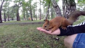 Тянем прикол с белок
