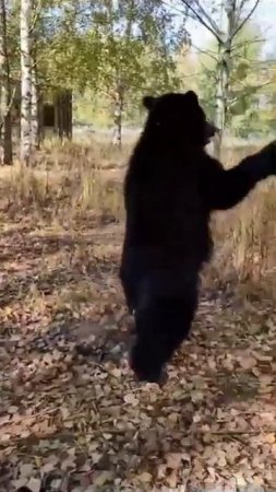МЕДВЕЖОНОК. ВОТ ТАКОЙ Я УЖЕ БОЛЬШОЙ.