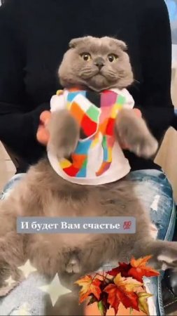 Веселые коты / Смешные котики / Коты приколы / Забавные животные / Смешные коты