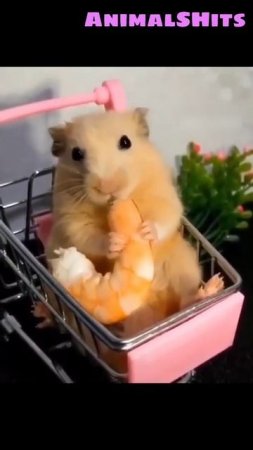 Шёл 3-й день Нового Года 😆 Смешные Животные 🐹 Тик Ток 2022 #shorts #funnyanimals