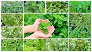 ВКУС, КОТОРЫЙ УДИВЛЯЕТ!💚🌱😃