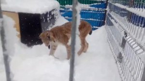 РЫСИ РАДУЮТСЯ КОЛАПСУ_ мясо- закопать, поиграть и съесть_ Просим помощи в просмотрах.