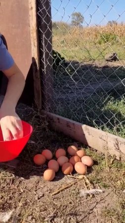 Скандал с соседями #shorts #приколы #прикол #жиза #деревня