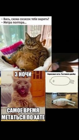 #gc #рек #рекомендации #игры #приколы #смех #кот