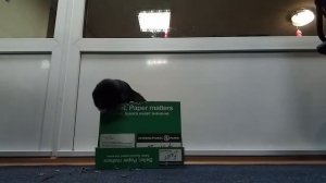 Прикольный кот Апсейл занялся дизайном коробки