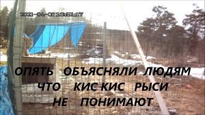 Рысь в шоке,дураки везде.Как правильно поступить в такой ситуации_