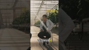 Теплица за $500 миллионов! Уникальный инвестиционный