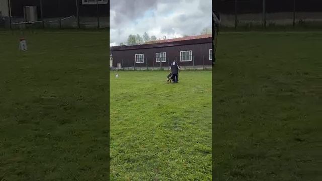 3.  выражено/перв NEGUS KARIL*S ZVEROBOY (Ромео из Новой Сибири – Negus Karil*S Emmanuel Belkanto)