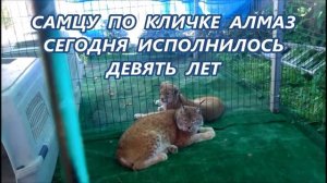 Рысей разделили_ Время родов близко.