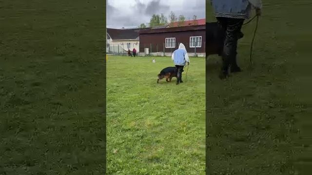 2.  выражено/пож ГРИГОРИЙ ИЗ СМОЛЕНСКОЙ КРЕПОСТИ (Zambo v. Turkenkopf – Рута из Смоленской Креп.)