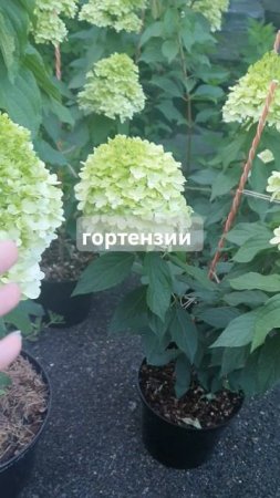 Гортензии в горшках на солнце 🌞#метельчатаягортензи?