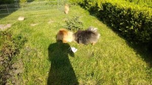 померанский шпиц