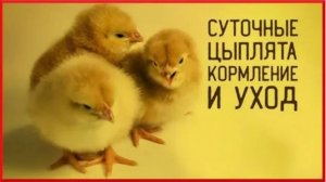 Все тонкости кормления суточных цыплят от птицевода со стажем