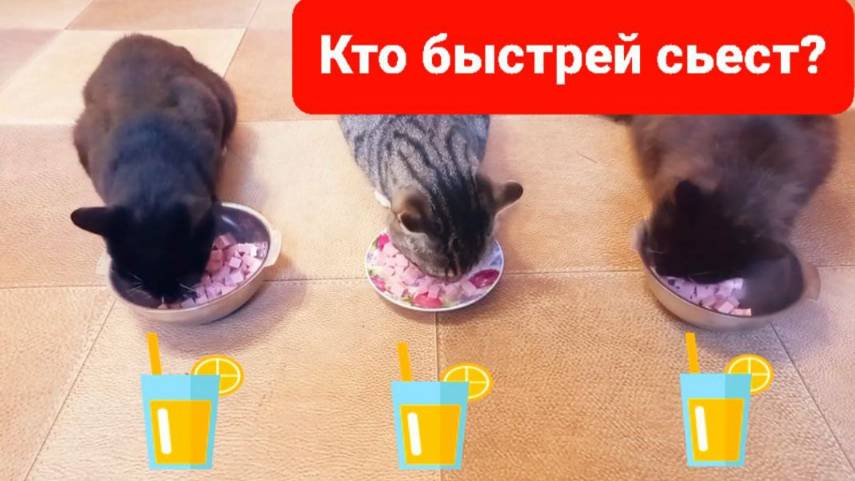 Кто быстрее всех котиков съест?😺Как кот пострадал от бластера.