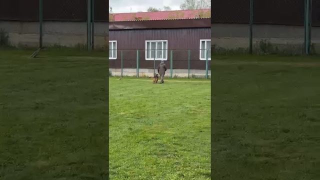 4.  выражено/перв ВИВ*ЕН ЛИ (Xico v. Larchenhain – Evandzhelen Li Li Fom Festburg)