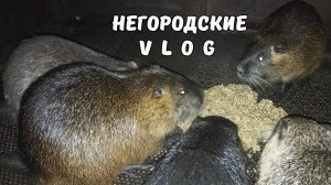 Дожди. Ремонт "ласточки" продолжается. Поздний ужин НУТРИЙ. 11.05.25
