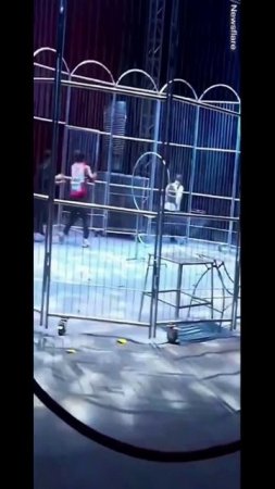 В Китае из цирка сбежали два льва.Ушли в побег прямо во время представления в городе Лоян #shorts