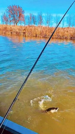 Астрахань.с Маково Отличная рыбалка ! #fishing