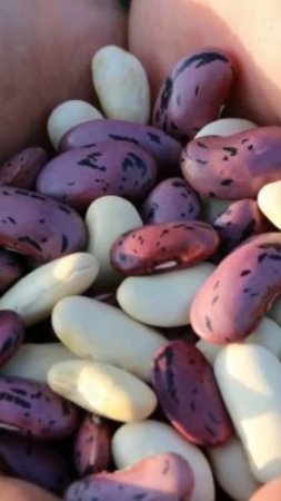 Как похудеть, продукты для похудения, бобы, часть 9