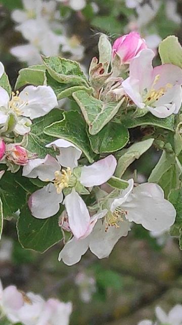 Цветущие дерево в лесу