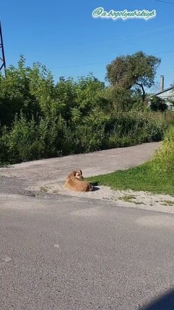 Собакен на остановке