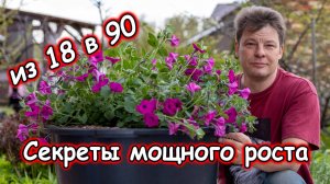 ПЕТУНИЯ-ГИГАНТ: перевалка петунии серии тайдал в 90-литровое кашпо!