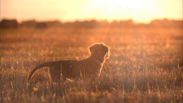 Эриксоновский аудиотранс "История про собаку"