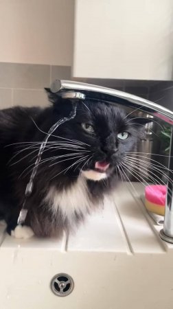 А в чём ФИШКА вашего Кота  🤔 #cat #funny #юмор