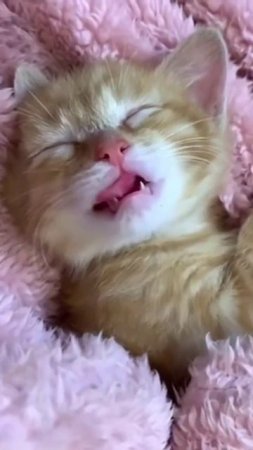 #котята #игры #приколы #смех #семья #спорт #стандофф2 #майнкрафт #кобяков #а4 #подпишись #аниме