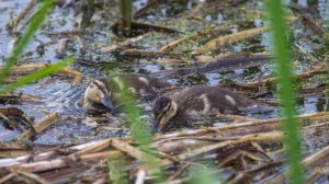 🦆 Белгородские утки и не только