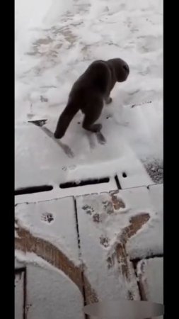 Гололёд для кота Смешные коты #shorts