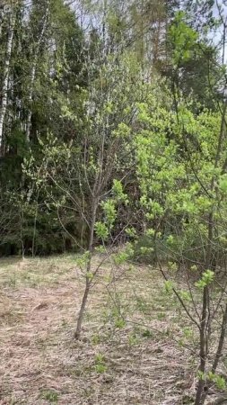 Продается  участок 27 соток в ДПК Тимуровец, между д.Самарино и д.Бельтеевка, Александровский р-н
