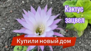 568ч🏡15.05.25-Кактус зацвел/Интернет провели/Работа в огороде/Ламинат укладываем