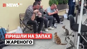 Коты вместе с журналистами ждали переговоров России и Украины в Стамбуле