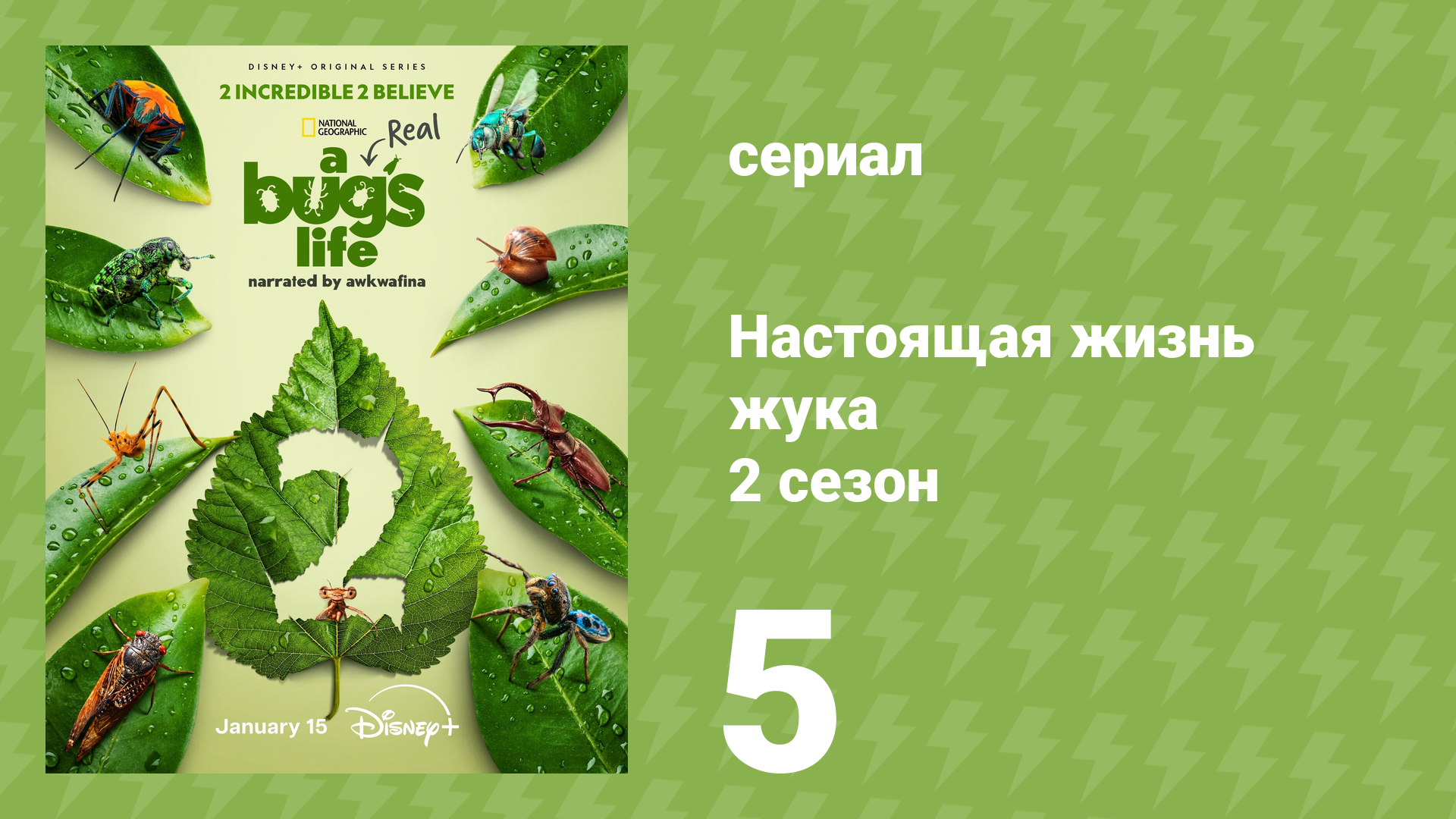 Настоящая жизнь жука 2 сезон 5 серия «За кадром» (документальный сериал, 2025)