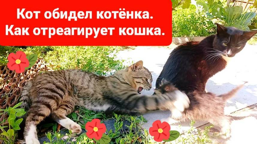 Кот обидел котёнка.😼😼Кошка и котики едят...