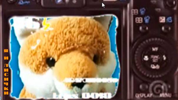 лисичка в бассейне