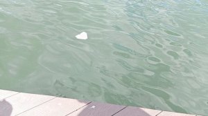 Утка огарь и самолётик раскрашенный под утку.