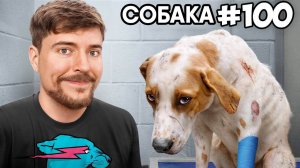 Спас 100 брошенных собак!