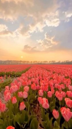 🌷 Амстердам, Нидерланды