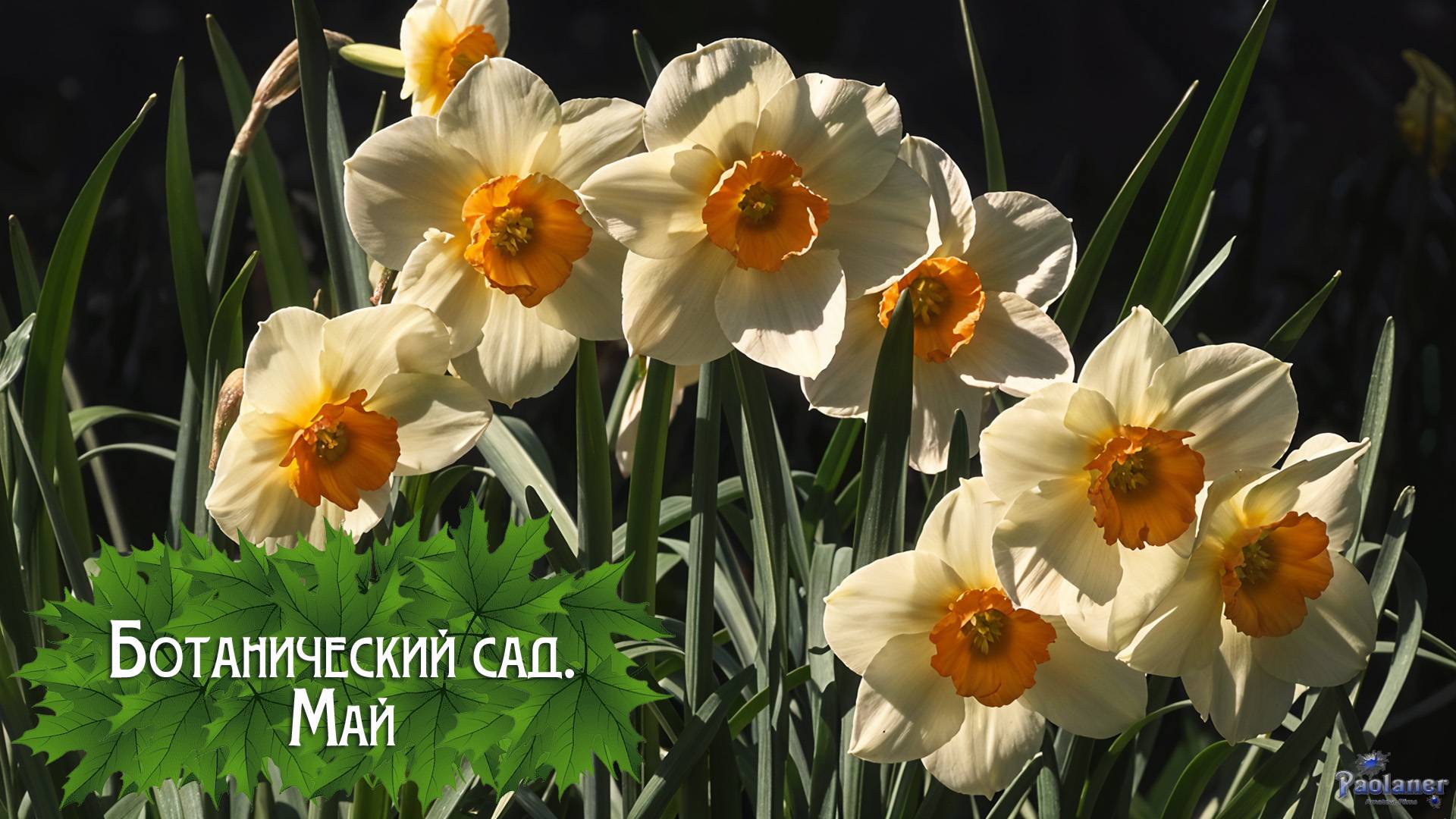 Ботанический сад. Май (2025)
