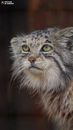 Манул Намика разглядывает гостей. Ленинградский зоопарк