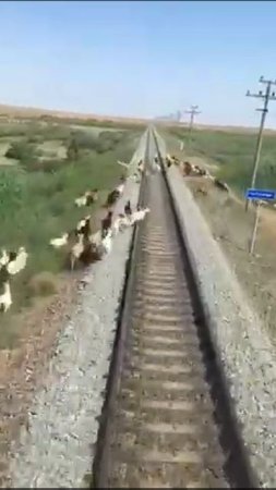 Боулинг баранами!