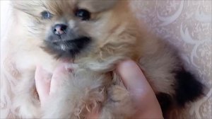 Mikro Baby Face (Бейби Фейс) Померанский , Микро шпиц Baby Face