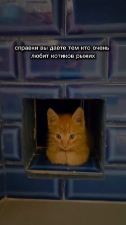 Рыжая поликлиника