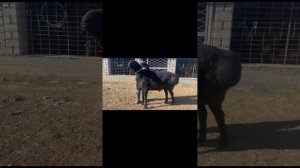 АХИЛЕС И КЕНЖАЛ кошкарлар багалап жериниздер