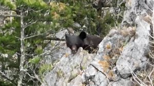 В Приморье зоологи впервые сняли кадры выхода семьи гималайских медведей из спячки