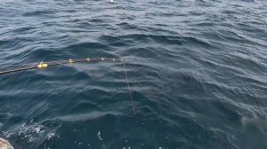 Морская рыбалка в Баренцевом море. Открытие сезона 2025