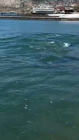 🐬Дельфины в Судакской бухте. Пляжи военного санатория.
